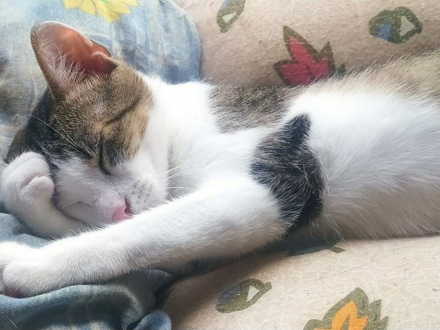 Кошка Мартина