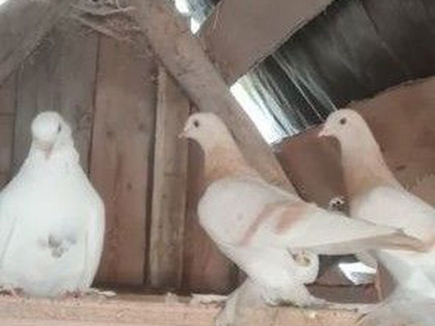 Продажа голубей