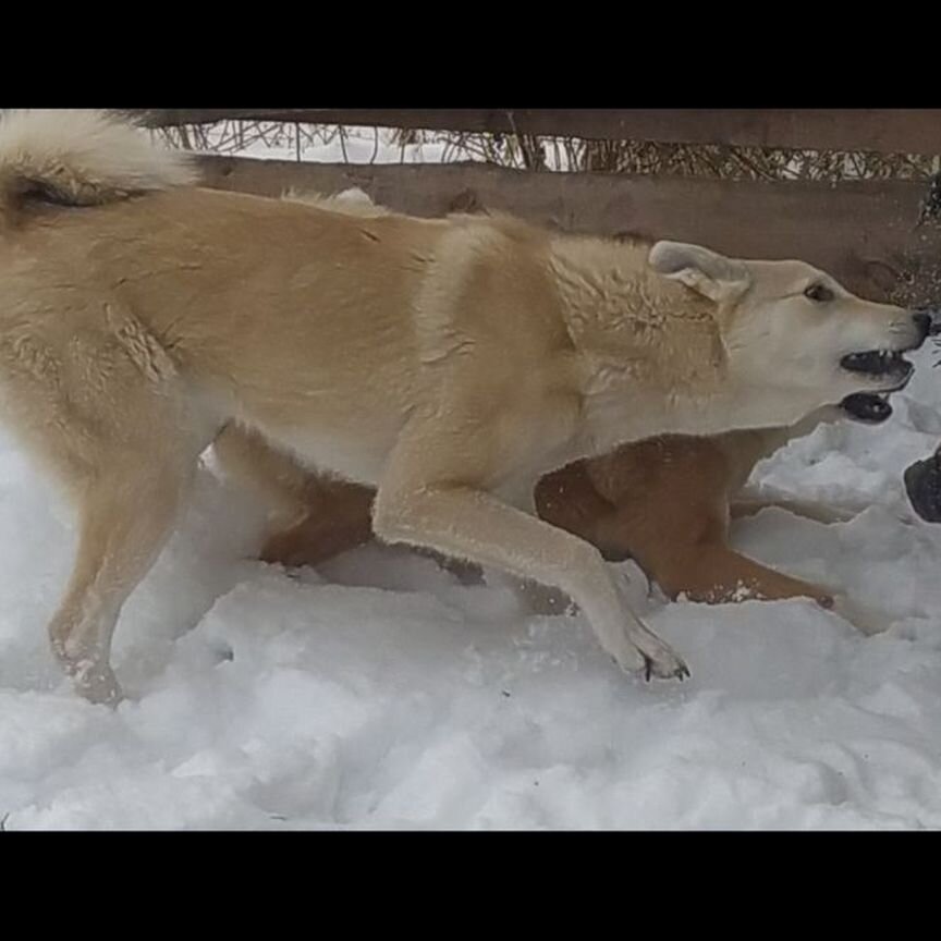 Западно сибирская лайка