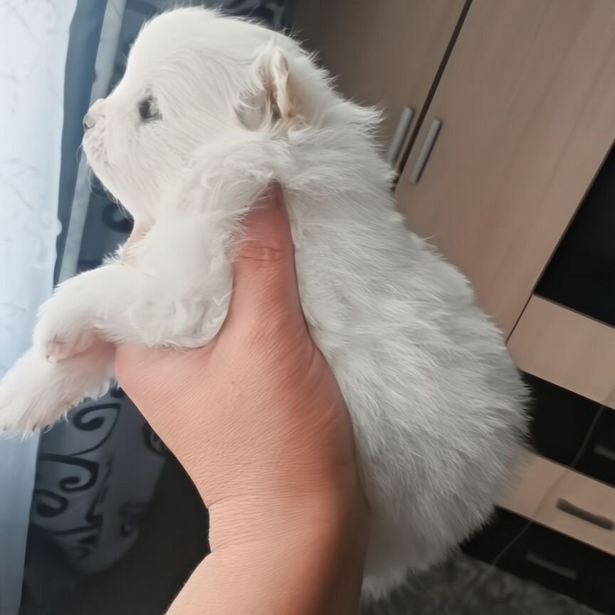 Немецкий шпиц, щенок