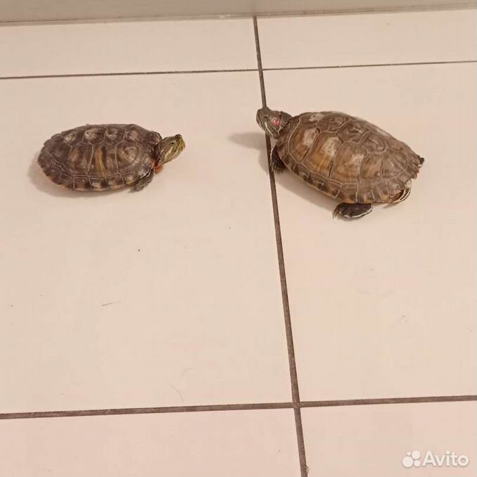 Черепашки красноухие