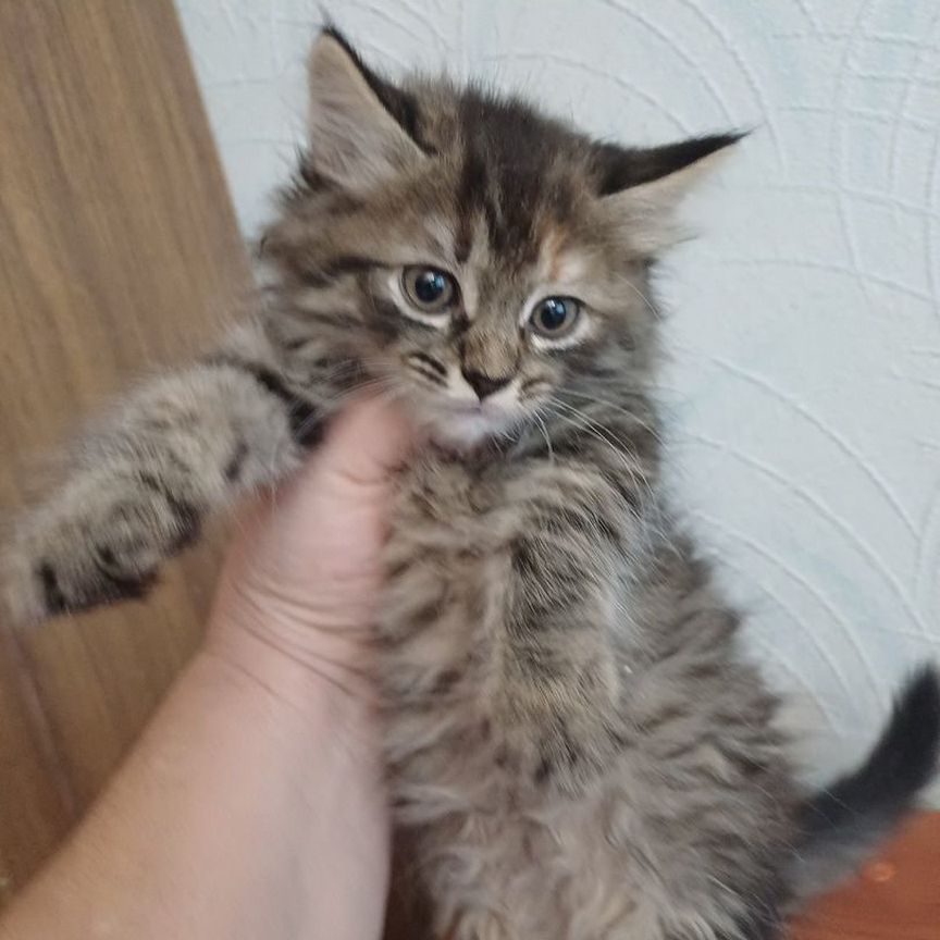 От красивых родителей мейн-кунов ласковые котята