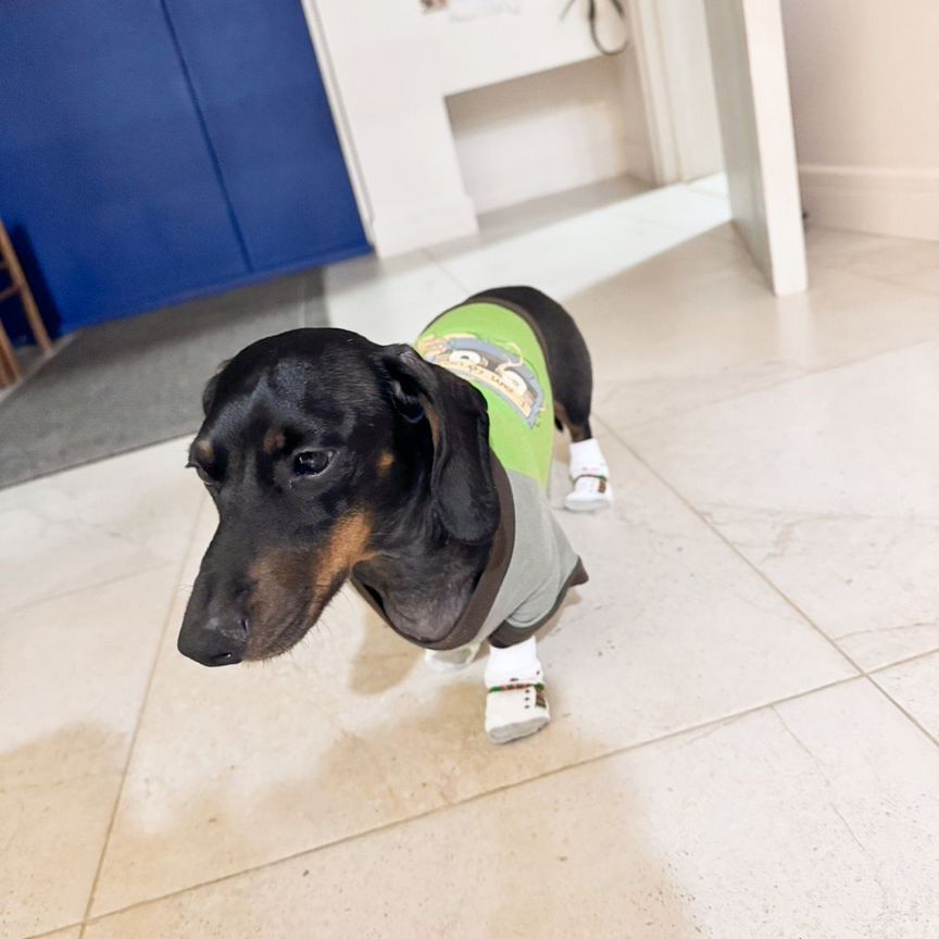 Отдам в добрые руки