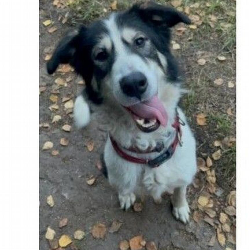 Отдам молодую собачку. Стерильная