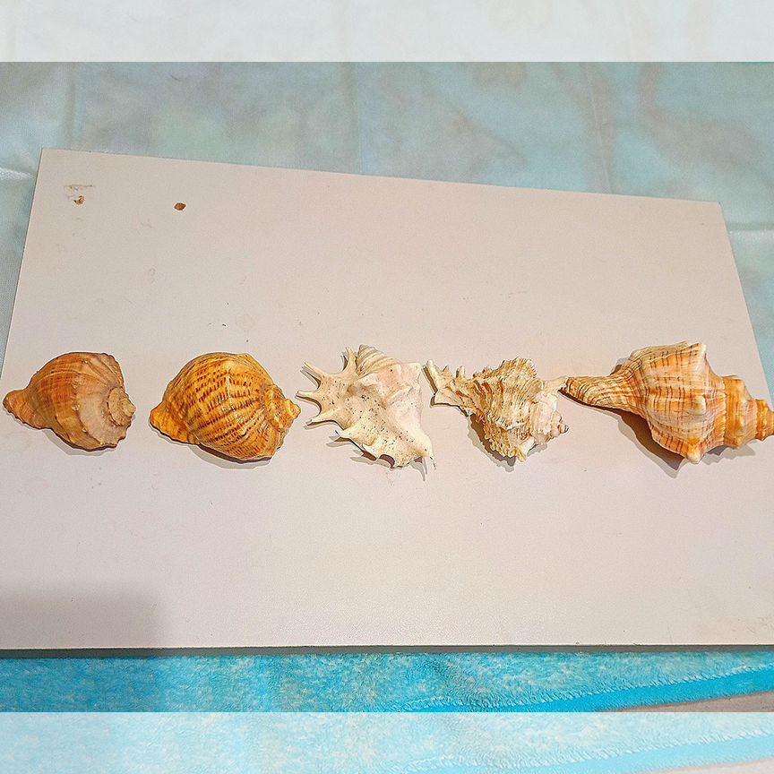 Ракушки морские