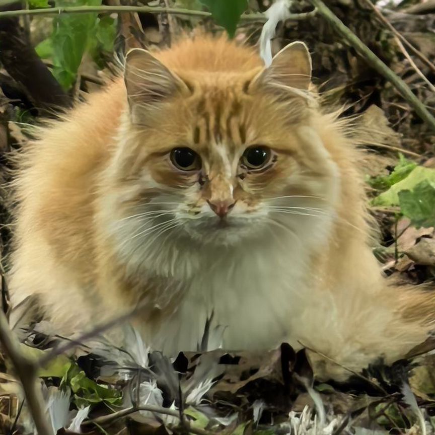 Взрослая, кошка в добрые руки