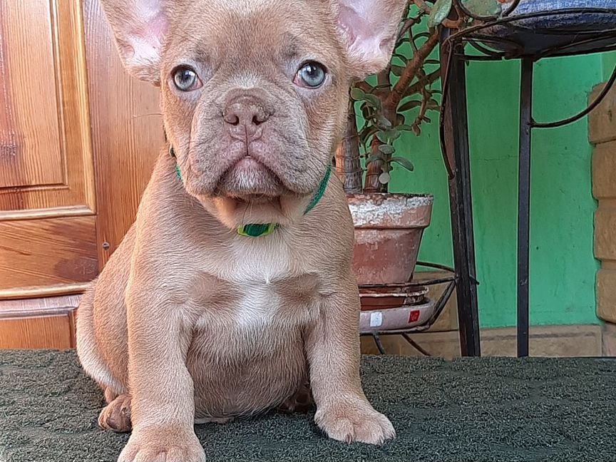 Мальчишка Изабелла с какао ждёт Вас