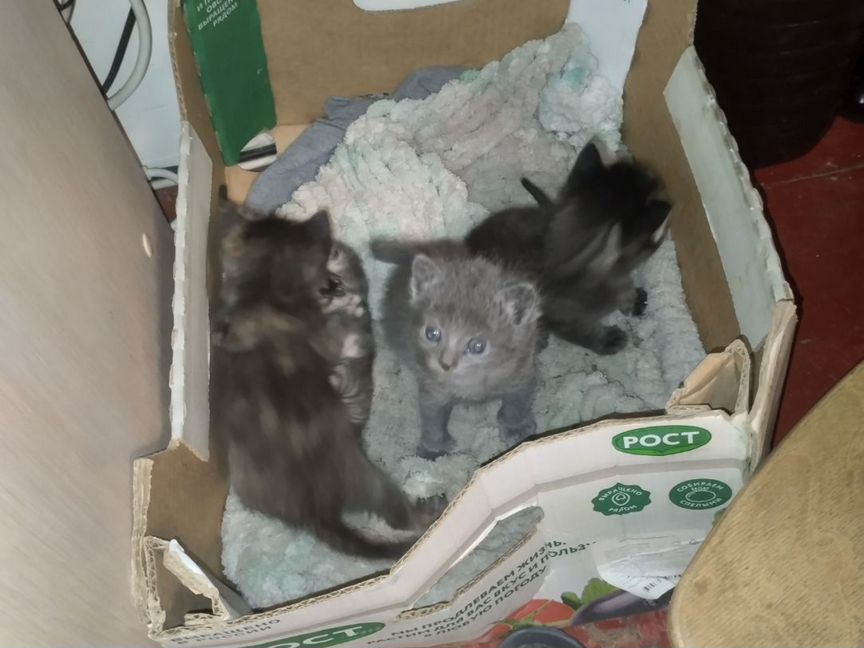 Котята метис сибирской и русской-голубой