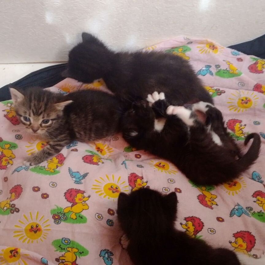 Русский голубой котёнок