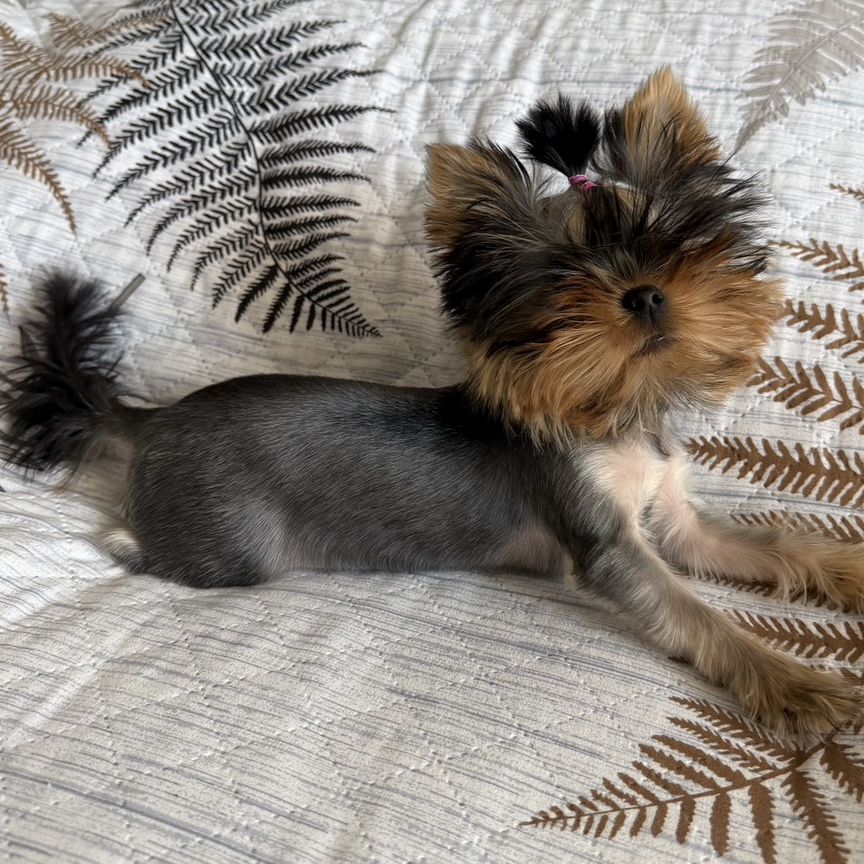 Йоркширский терьер, щенок