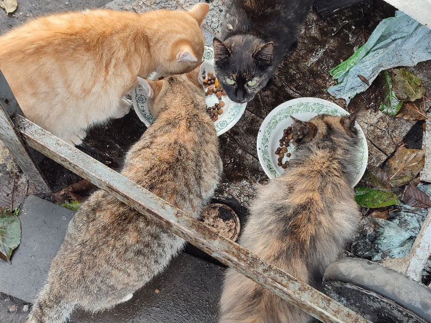 Котята подростки