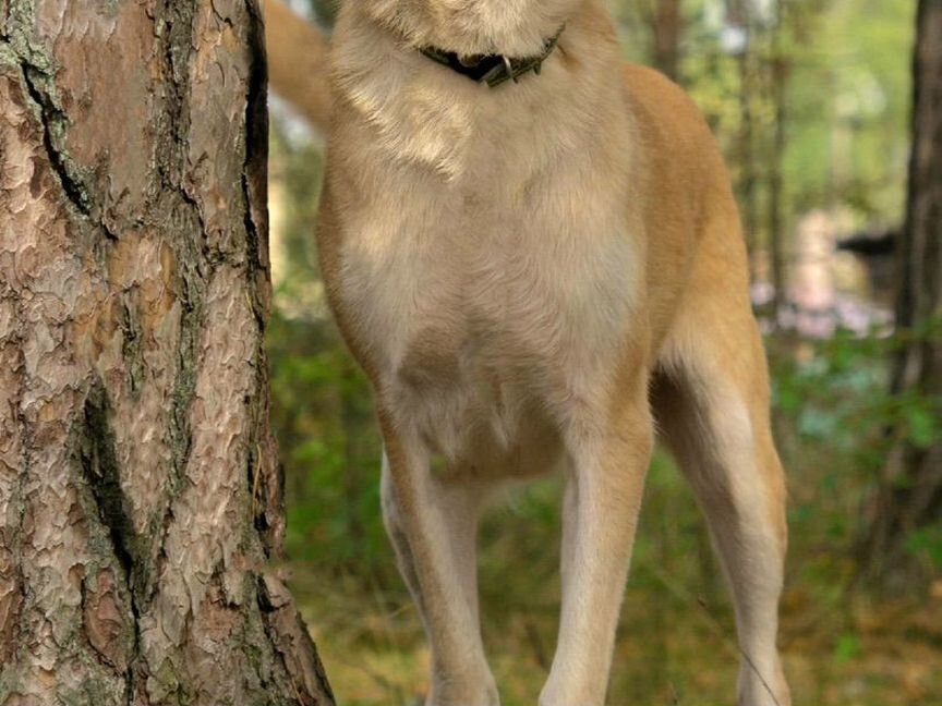 Собака в приюте