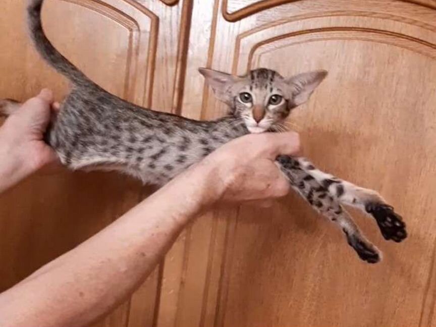 Ориентальная кошка