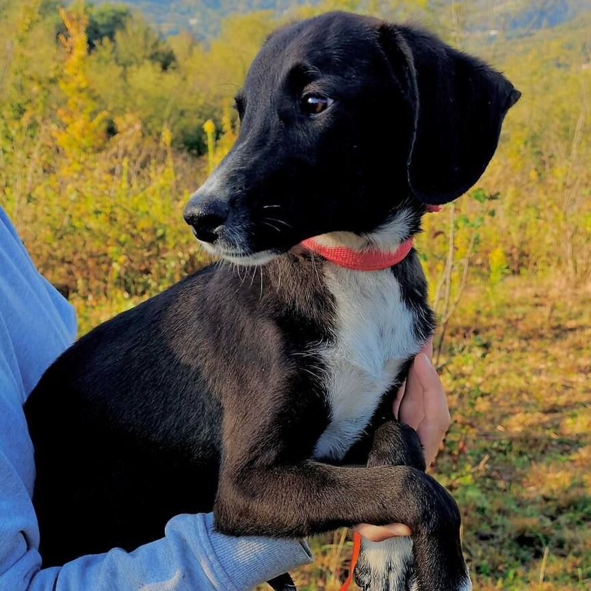 Щенок в добрые руки