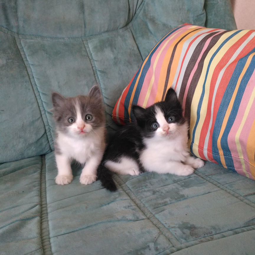 Котики в хорошие руки