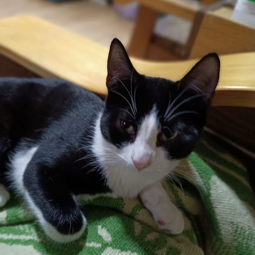 Молодая кошечка ищет дом