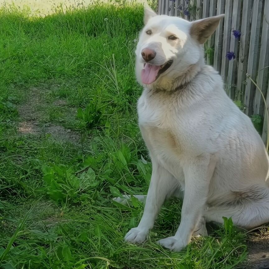 Взрослая собака в добрые руки