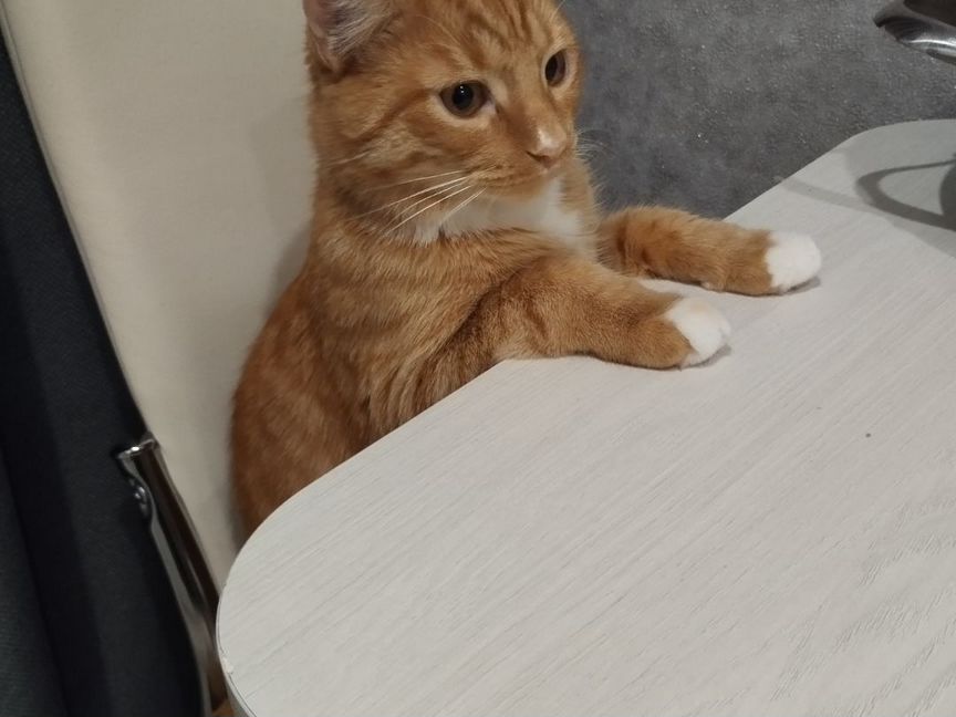 Рыжий котик