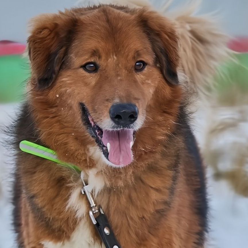 Взрослый пёс в добрые руки