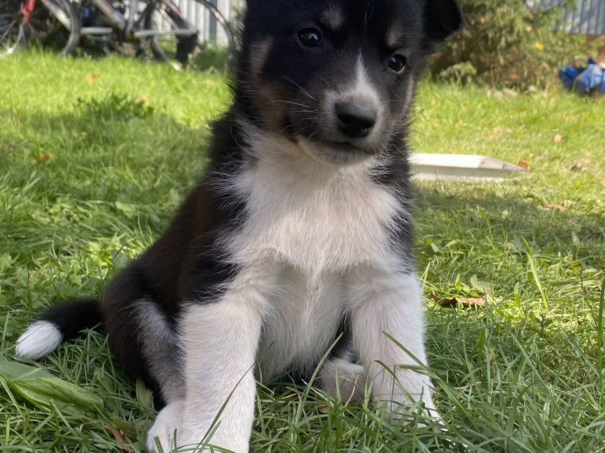 Щенки хаски