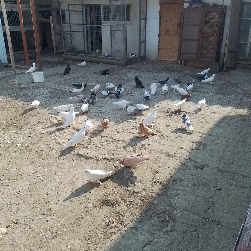 Бакины,азиаты