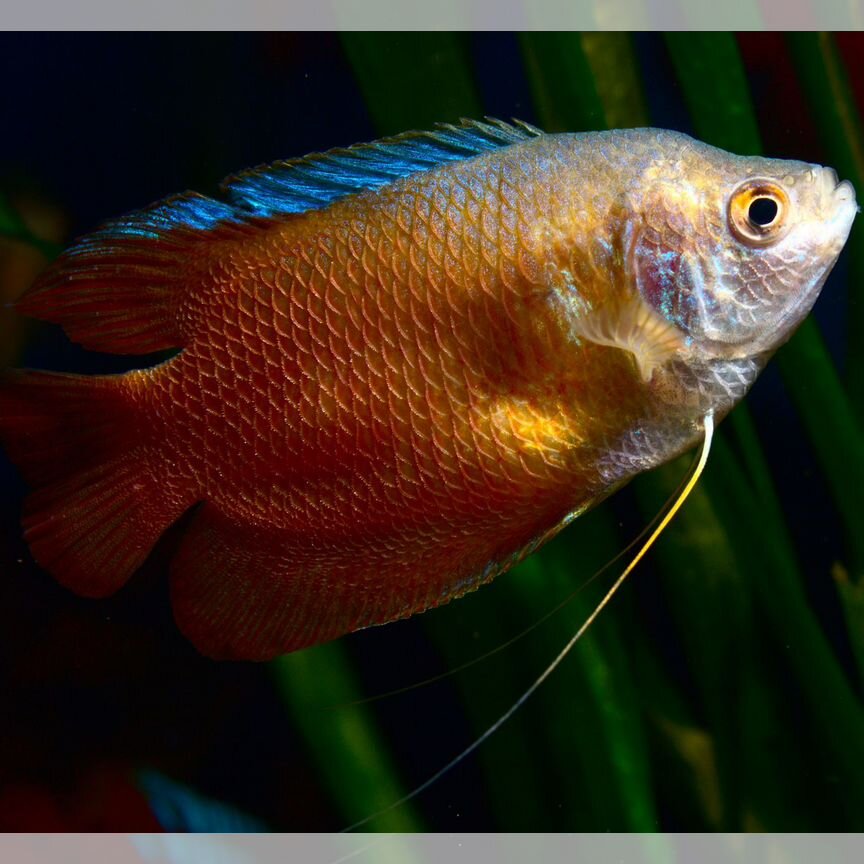 Лялиус красный - Trichogaster lalius Red