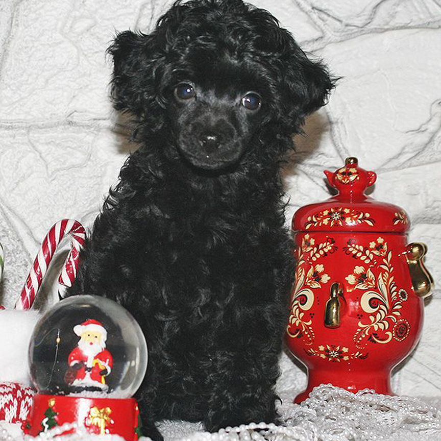 Той-пудель, щенок