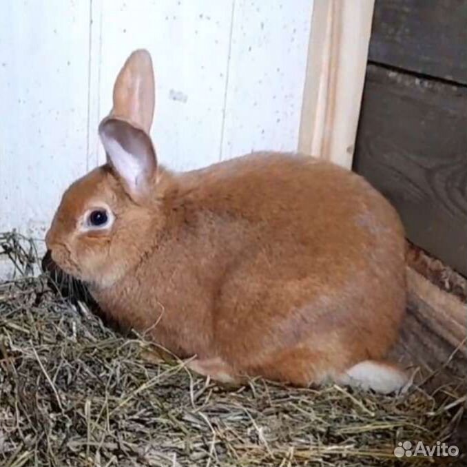 Кролики. Семья бургунцев