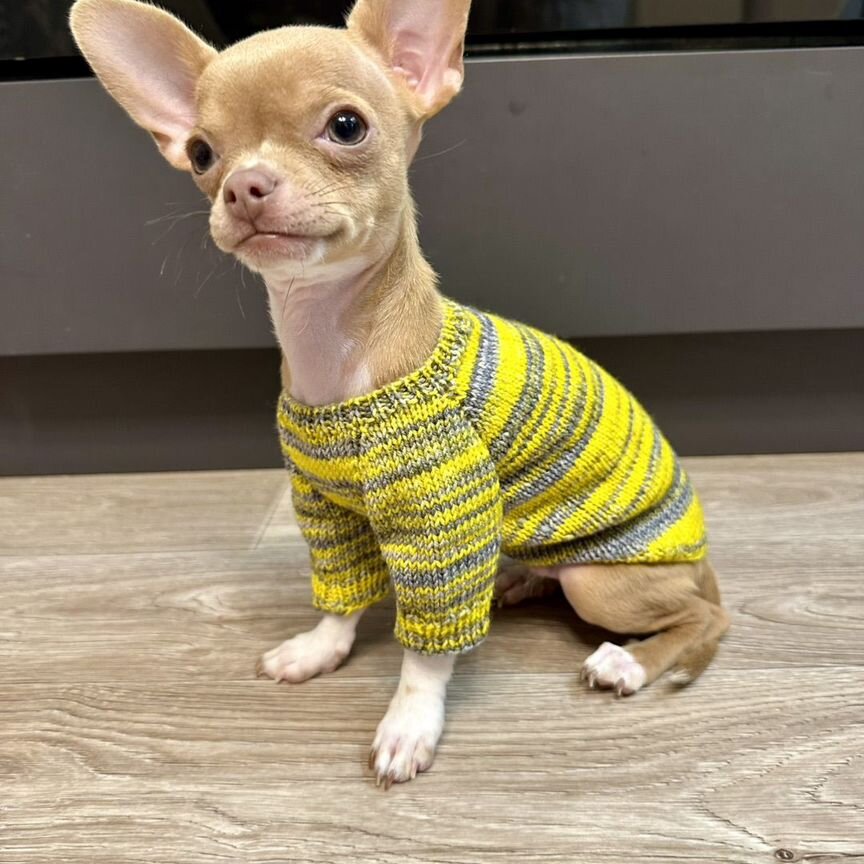 Одежда для собак кошек