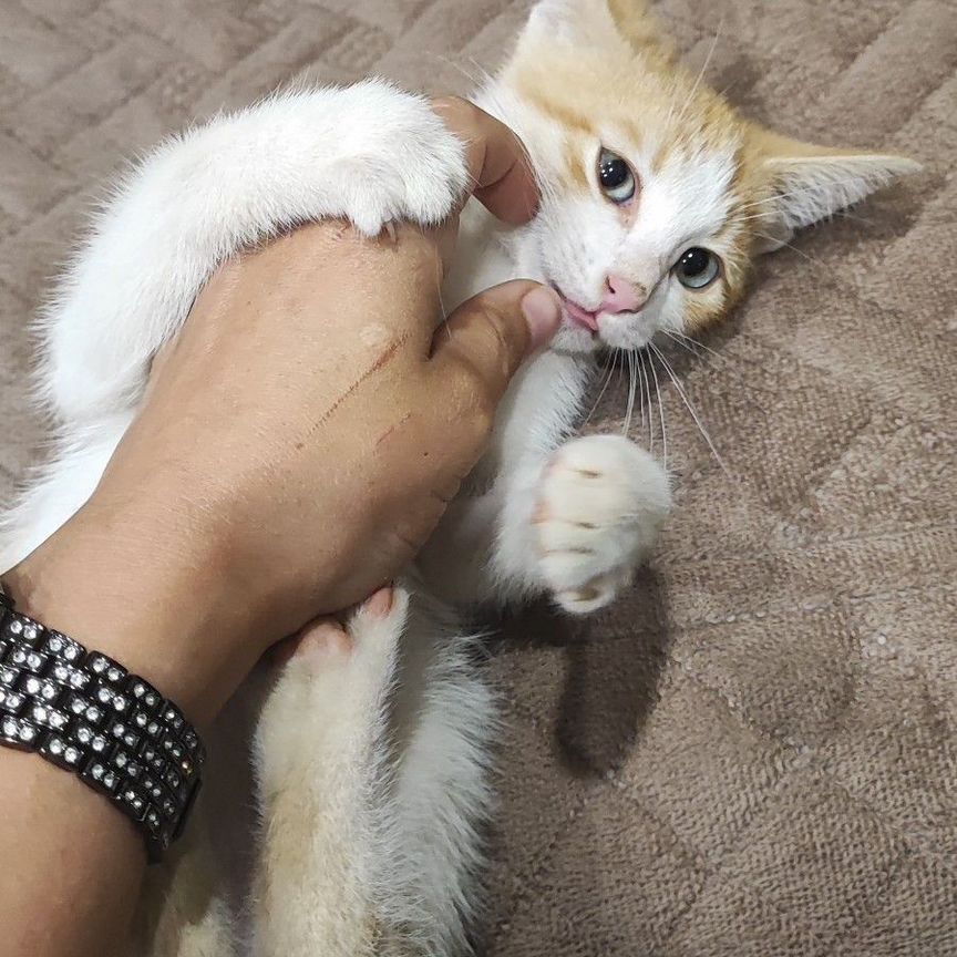 Котенок мальчик бесплатно