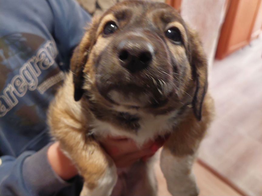 Щенок в добрые руки