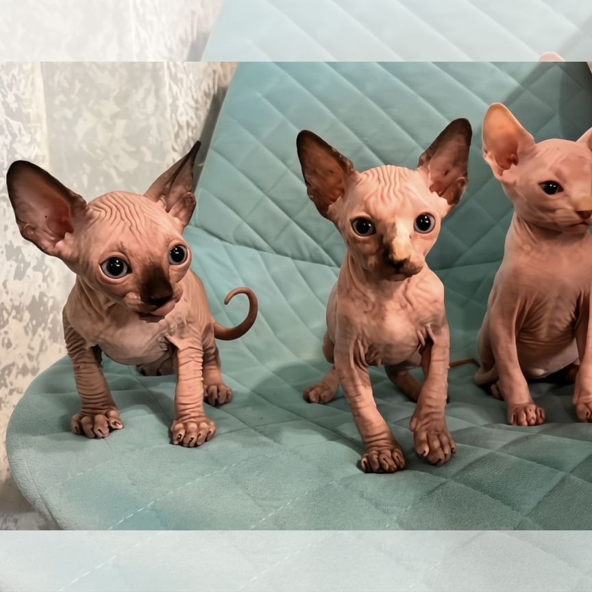 Канадский сфинкс котёнок