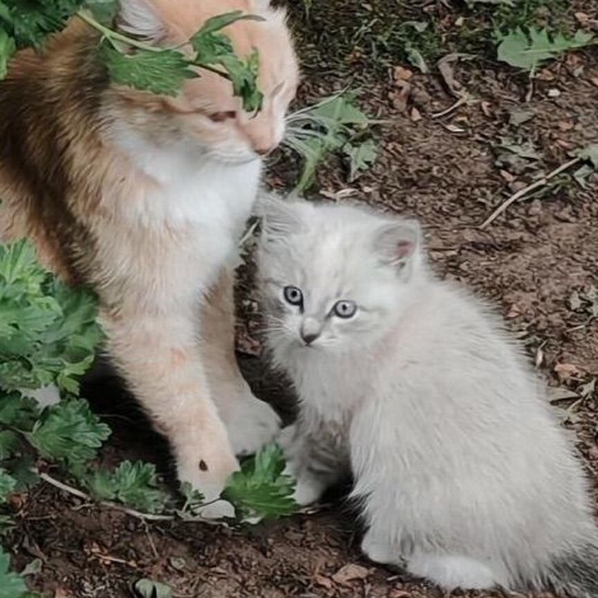 Котёнок в добрые руки