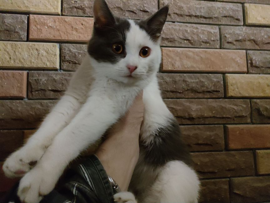 Котёнок в добрые руки бесплатно