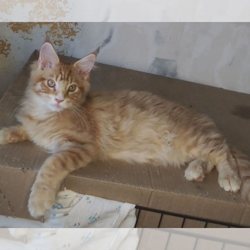 Котята мейн-кун