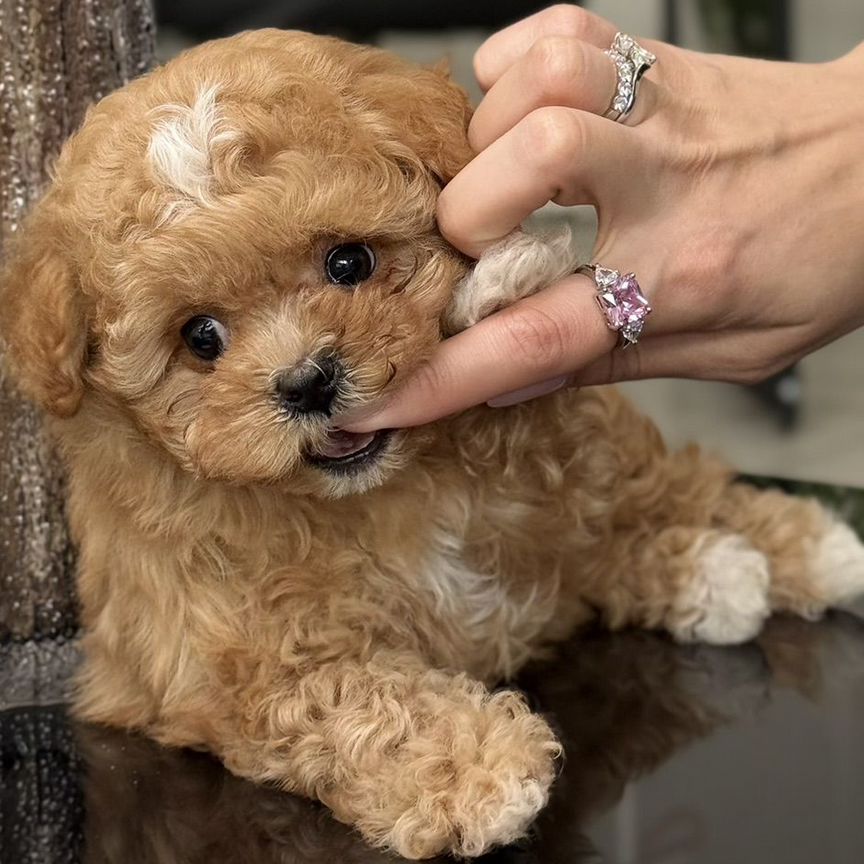 Мальтипу, щенок