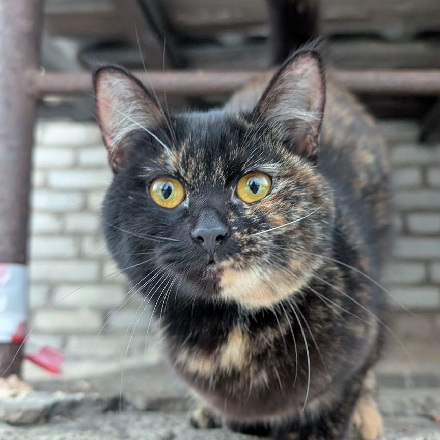 Кошка ищет дом