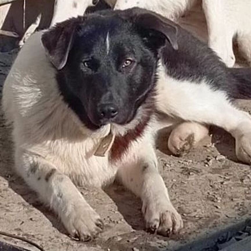 Щенок в добрые руки