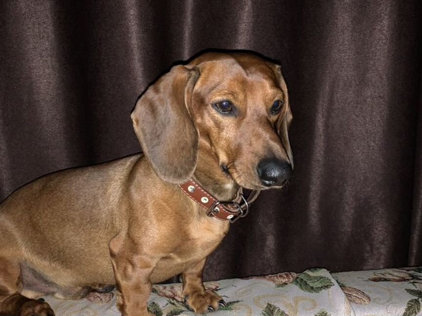 Такса мальчик на вязку