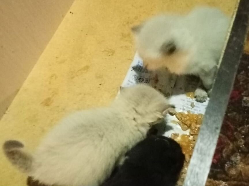 Котята в добрые руки. Кошка и кот