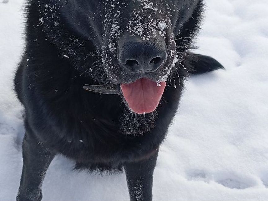 Немецкая овчарка черного окраса