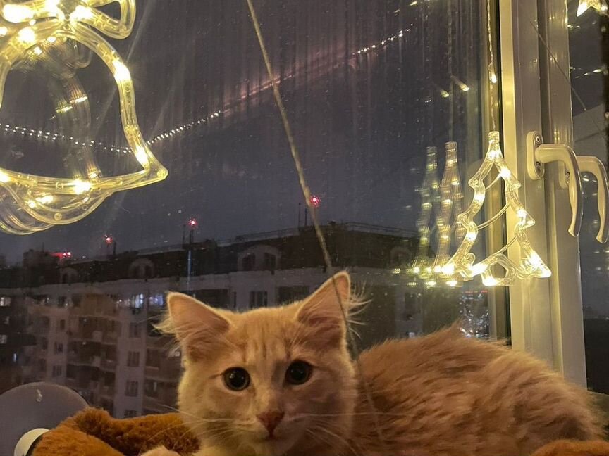 Котенок