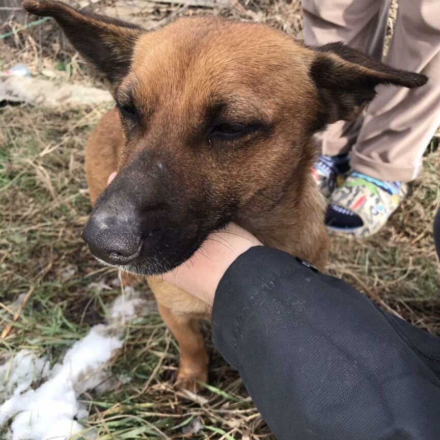 Маленькая рыжая собачка в дар