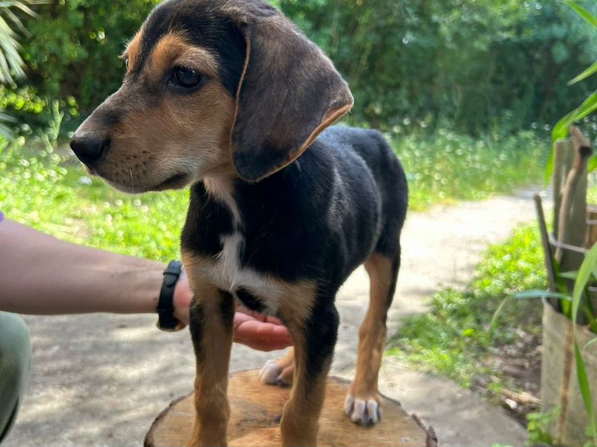 Собака (3 месяца) в добрые руки