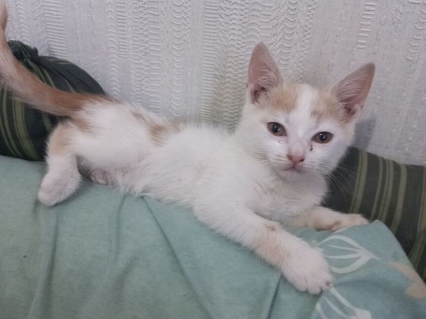 Кошечка бело рыжая