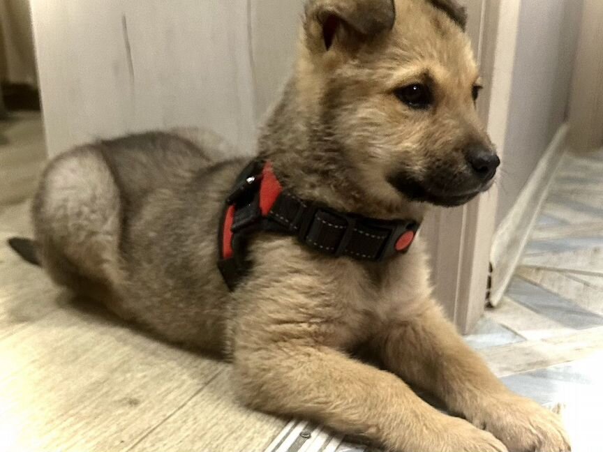 Щенок девочка 2 месяца в добрые руки