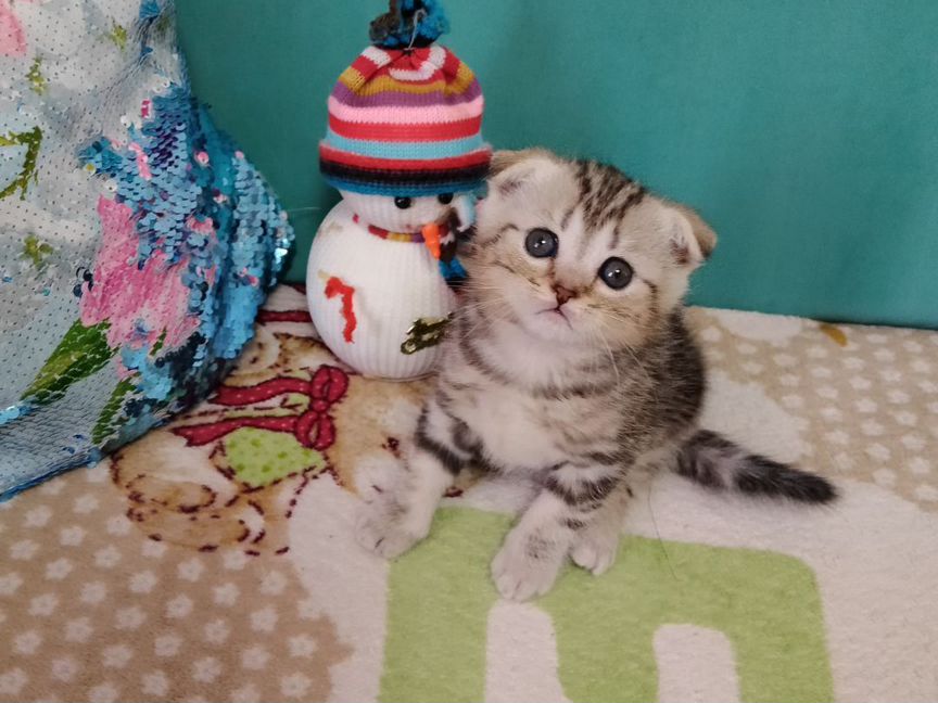 Шотландский вислоухий котик