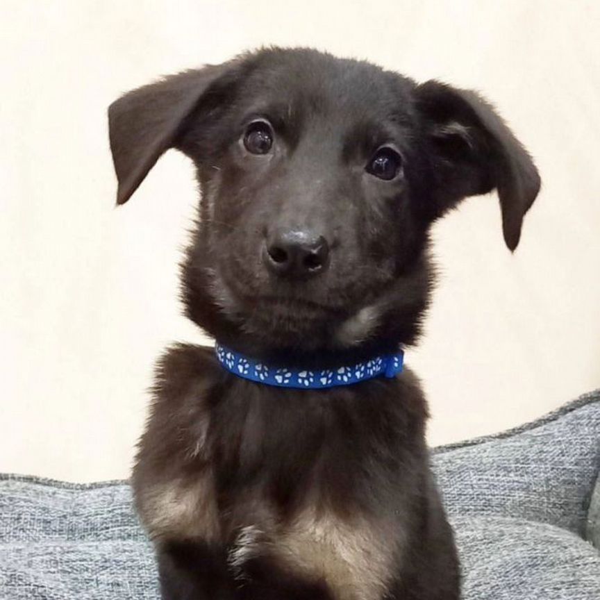 Ронни в поисках семьи