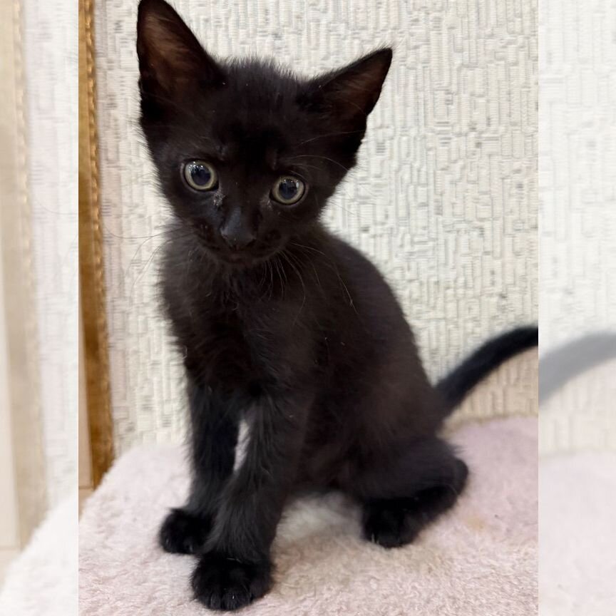 Канадский сфинкс котёнок
