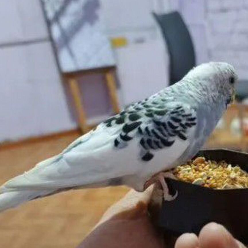 Попугай